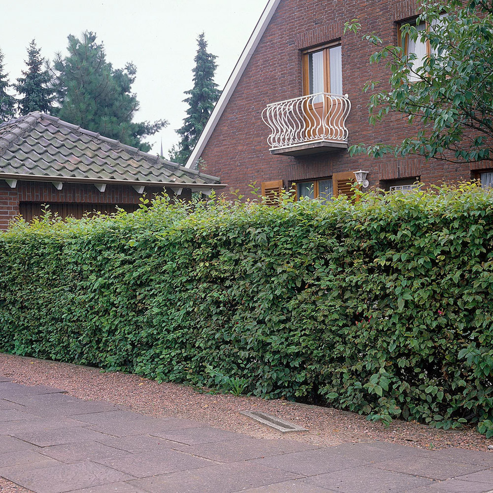 Buy Carpinus betulus at jparkers.co.uk