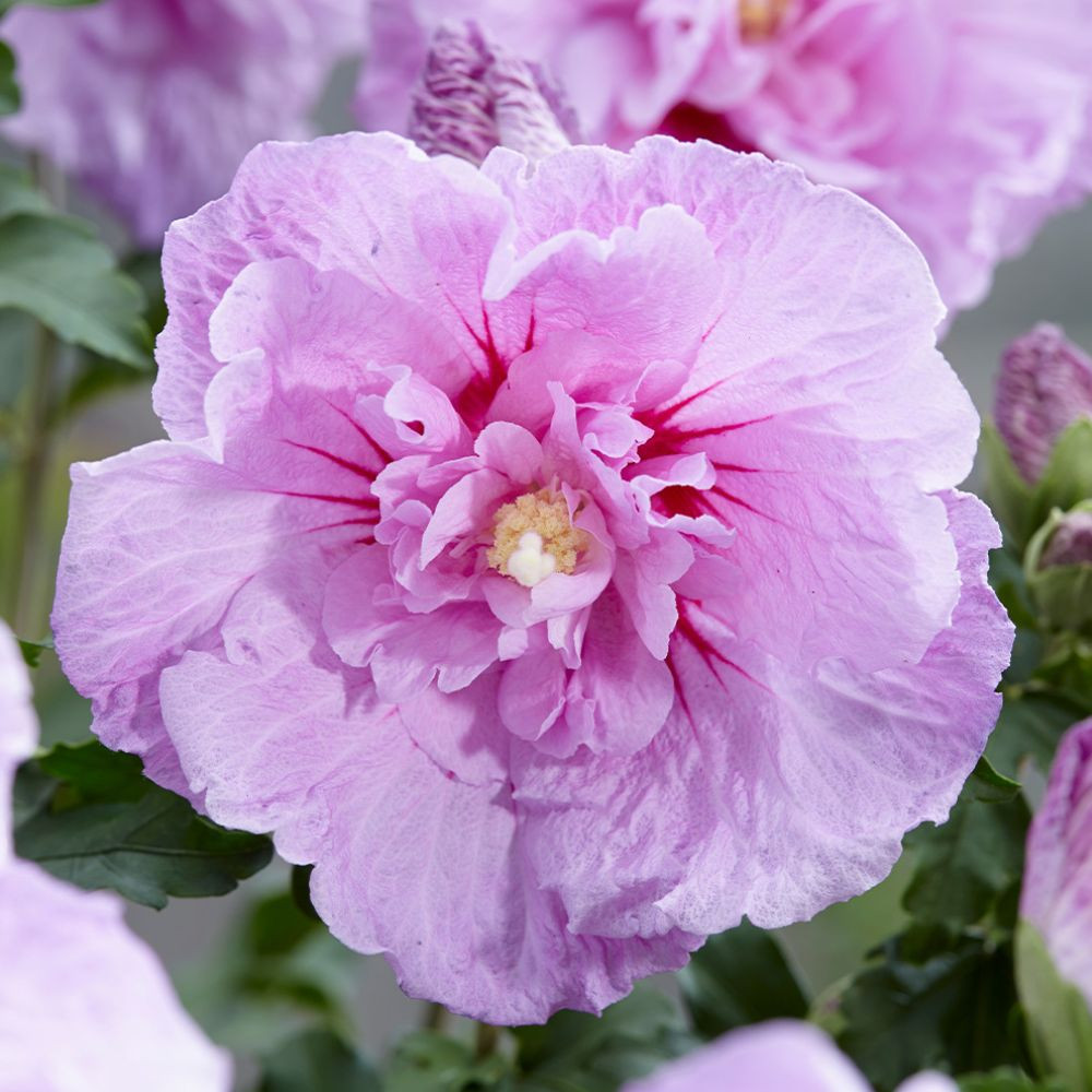 Buy Hibiscus Double Flower Collection at jparkers.co.uk