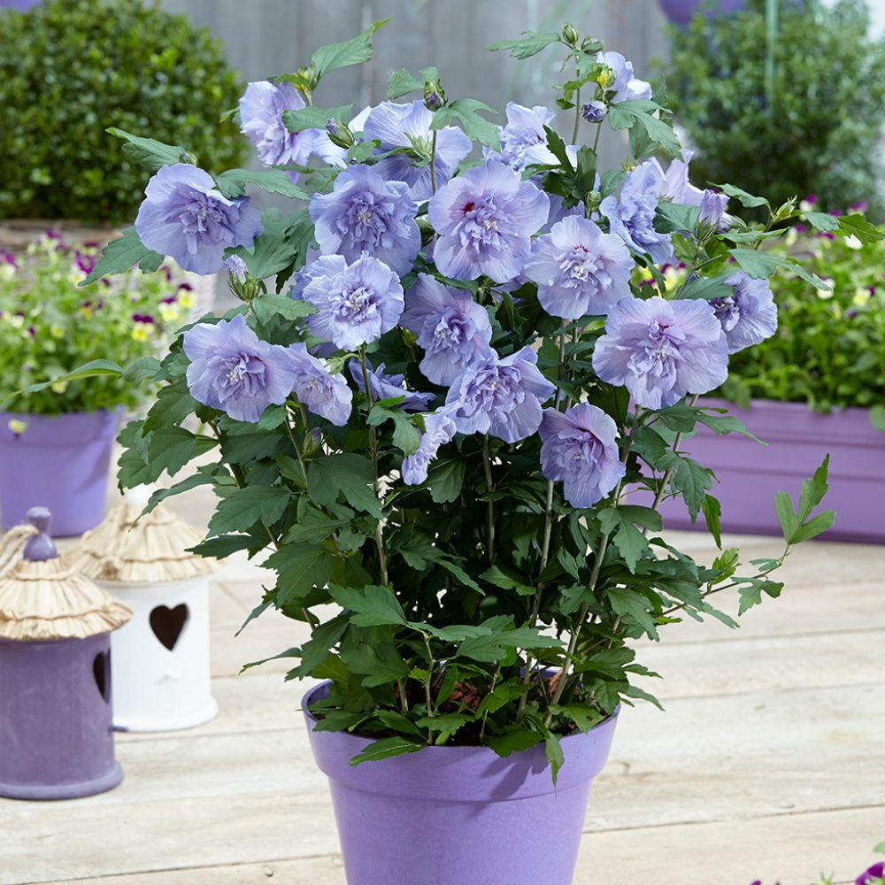 Buy Hibiscus Double Flower Collection at jparkers.co.uk