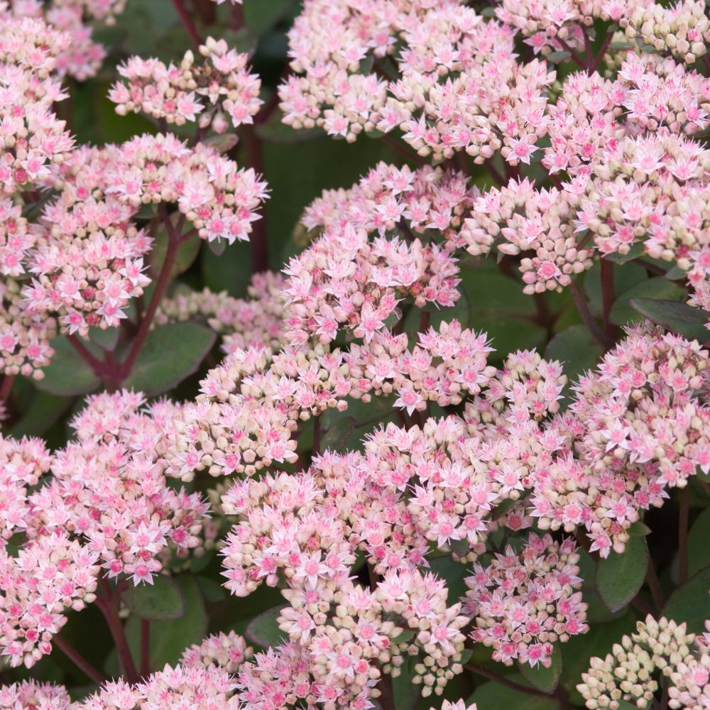 Buy Sedum Flower Show Collection at jparkers.co.uk