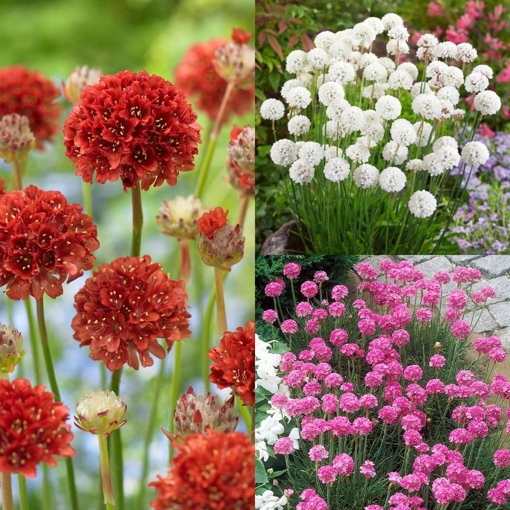 Buy Armeria Collection at jparkers.co.uk
