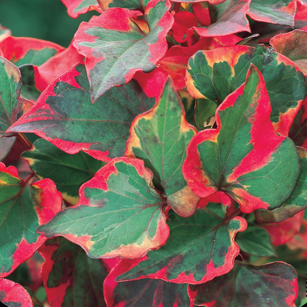 Buy Houttuynia cordata Chameleon at jparkers.co.uk