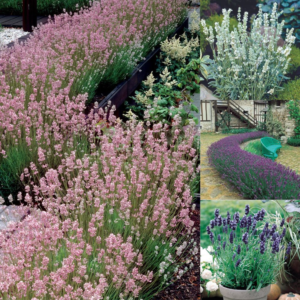 Buy Lavender Collection at jparkers.co.uk
