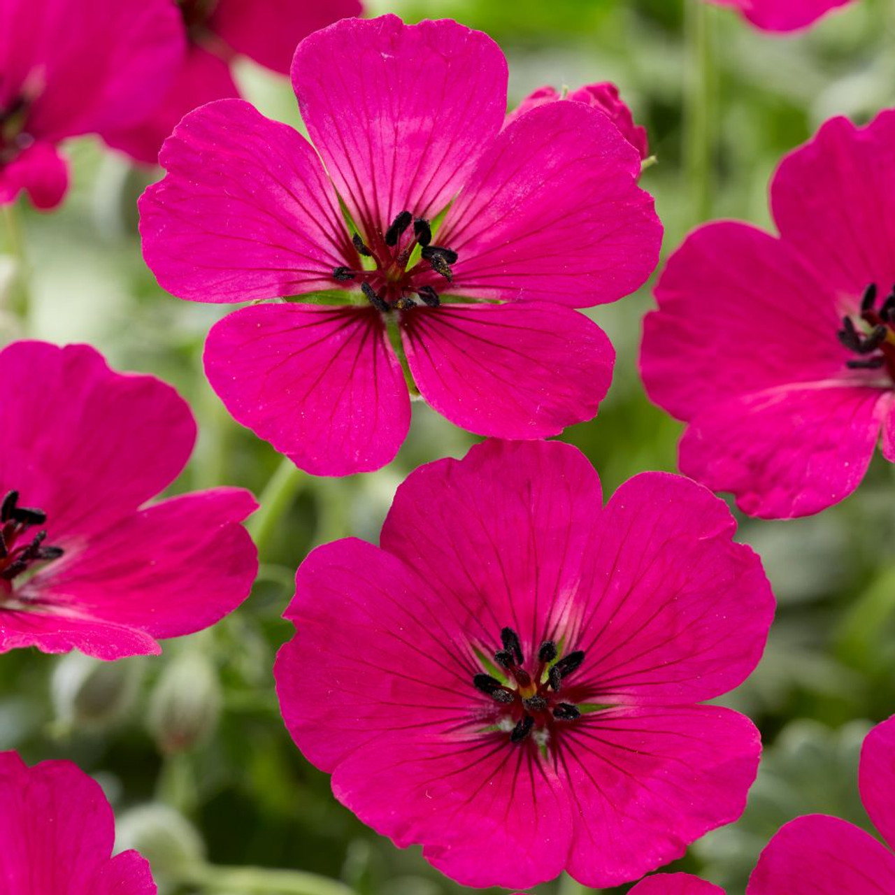Buy Geranium cinereum Jolly Jewel Collection at jparkers.co.uk