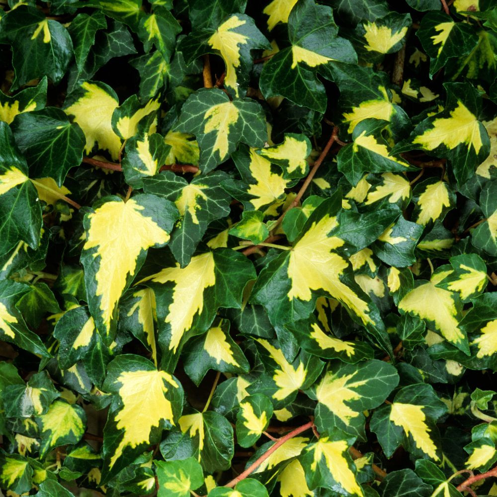 Buy Hedera Gold Heart at jparkers.co.uk