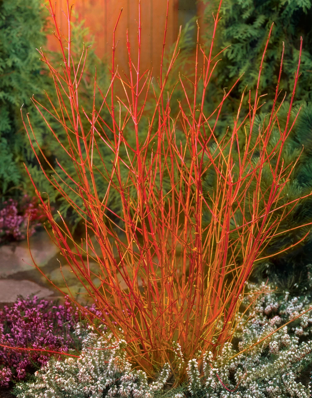 Buy Cornus (Dogwood) Sanguinea Midwinter Fire | J Parker's