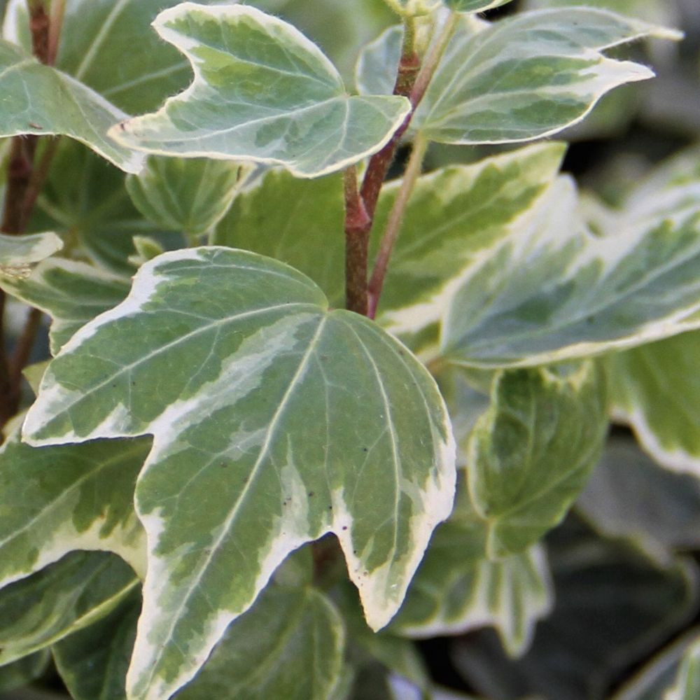 Buy Hedera Green Wonder at jparkers.co.uk