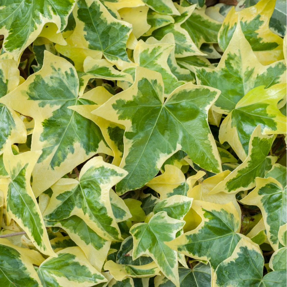 Buy Hedera Collection at jparkers.co.uk