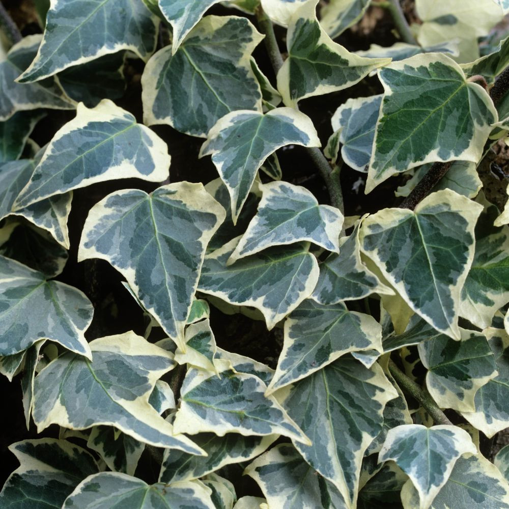 Buy Hedera Collection at jparkers.co.uk