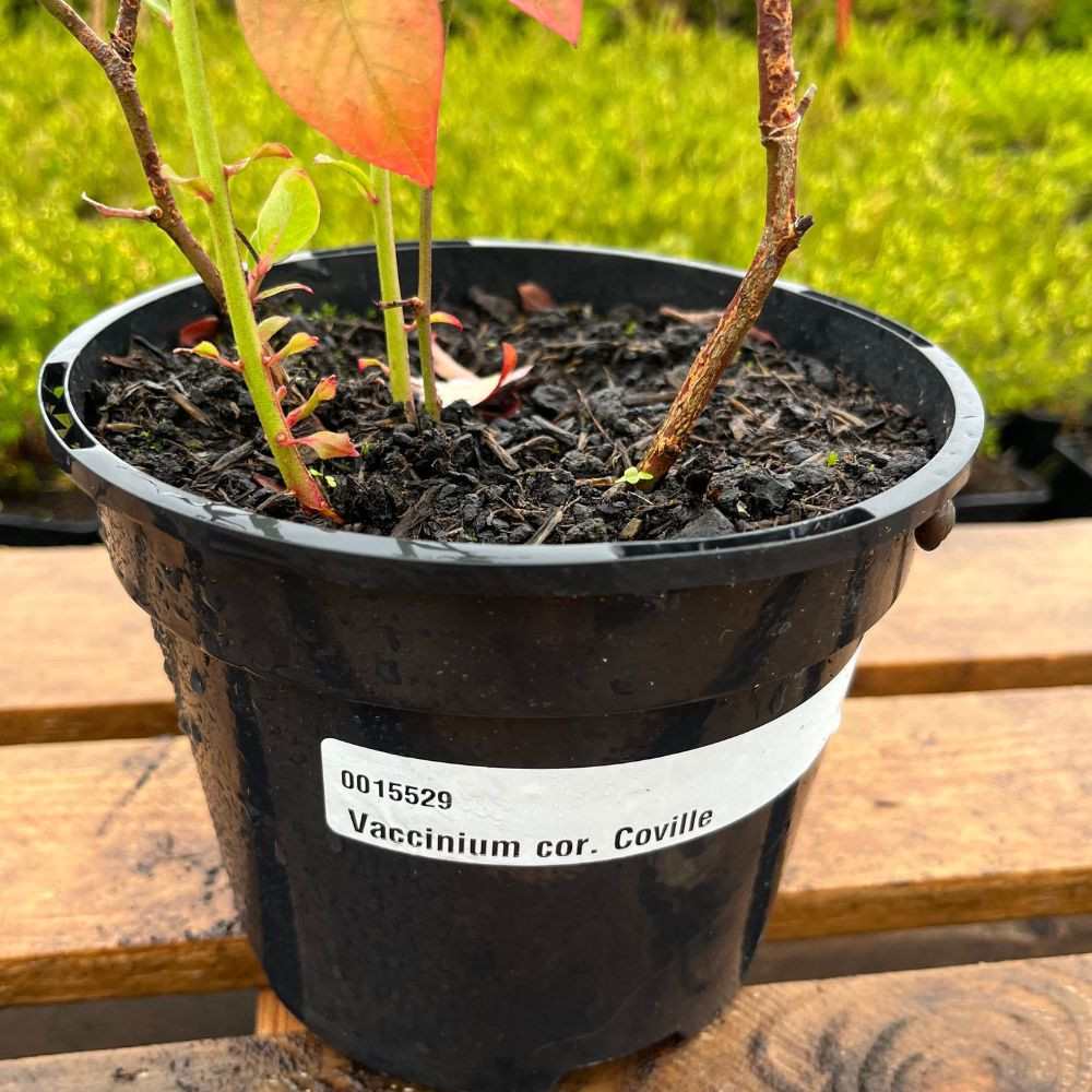 Blueberry Coville - JParkers