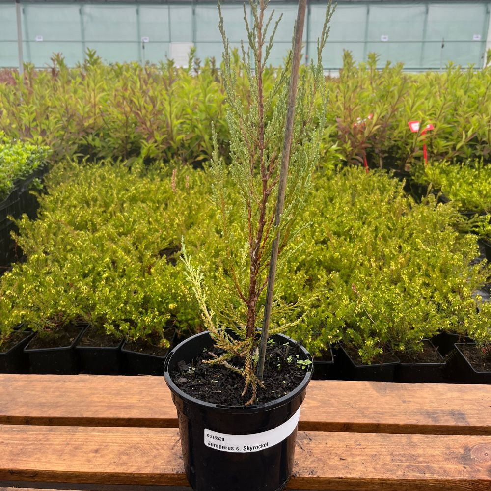 Buy Juniperus Scopulorum Skyrocket | J Parkers