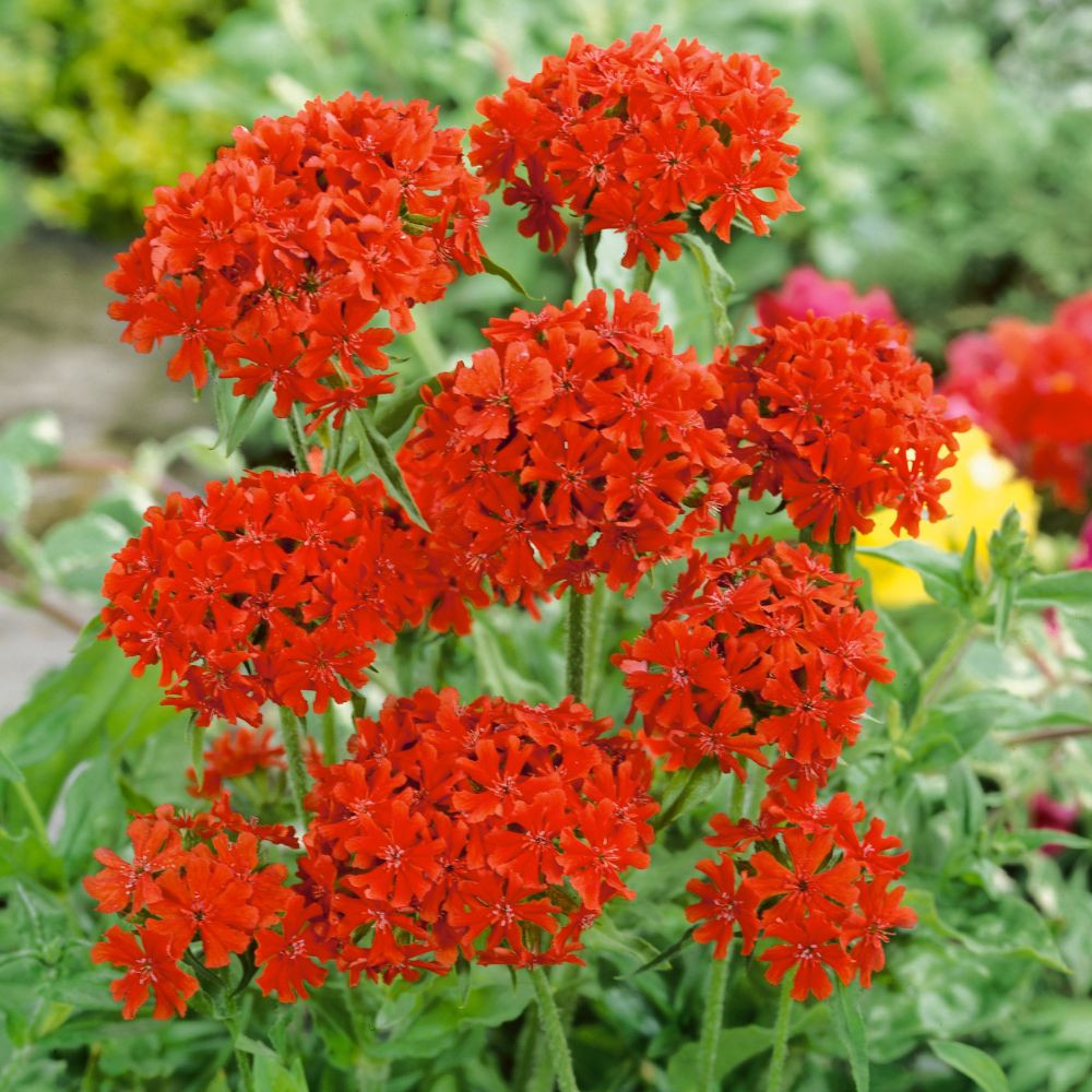 Buy RHS Award Winning Collection (B) at jparkers.co.uk