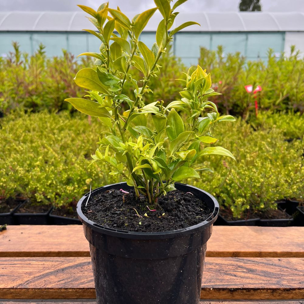 Buy Sarcococca (Sweet Box) confusa | J Parker's Dutch Bulbs