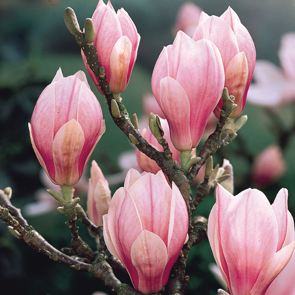 Magnolia Collection - JParkers
