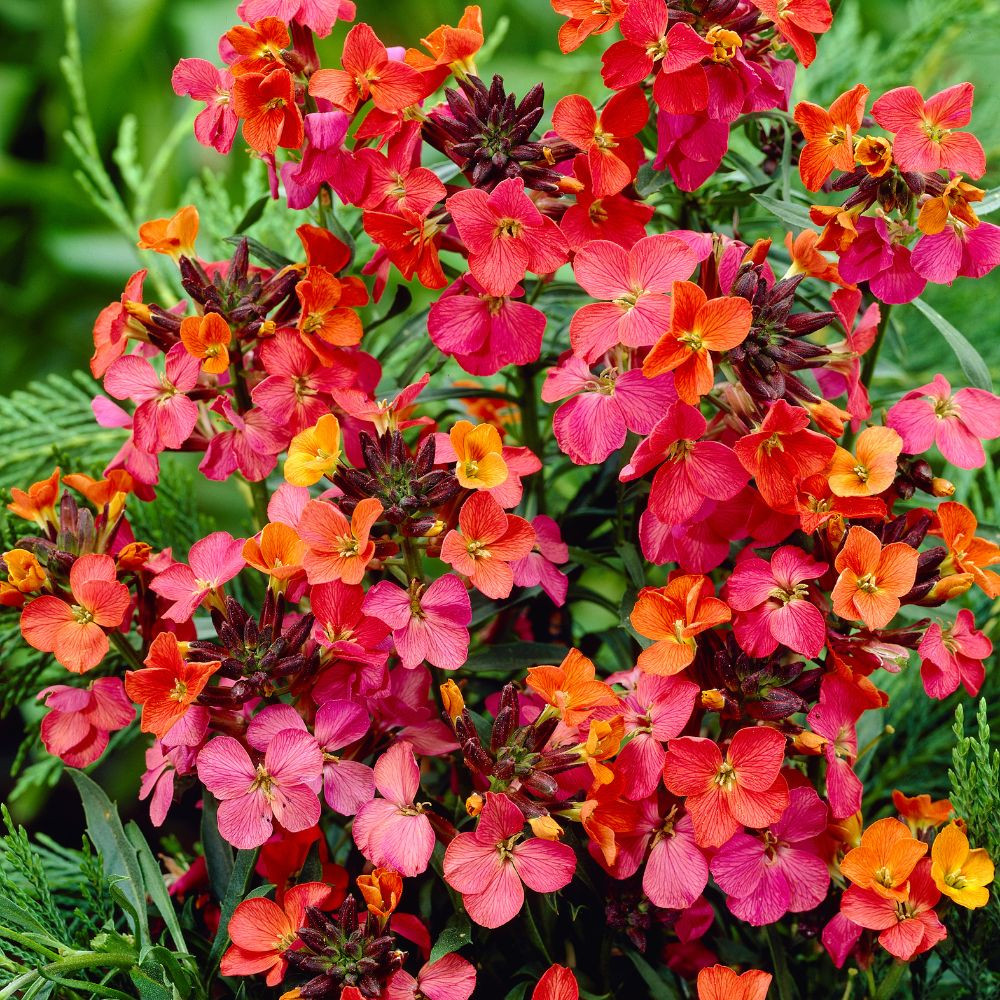 Buy Erysimum Collection at jparkers.co.uk