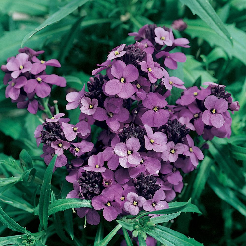 Buy Erysimum Collection at jparkers.co.uk