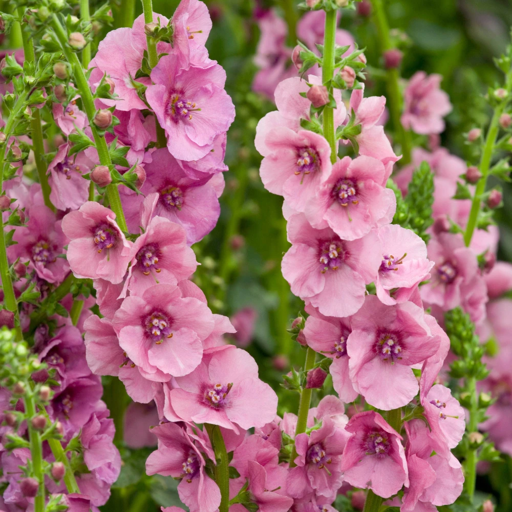 Buy Verbascum unusual collection at jparkers.co.uk