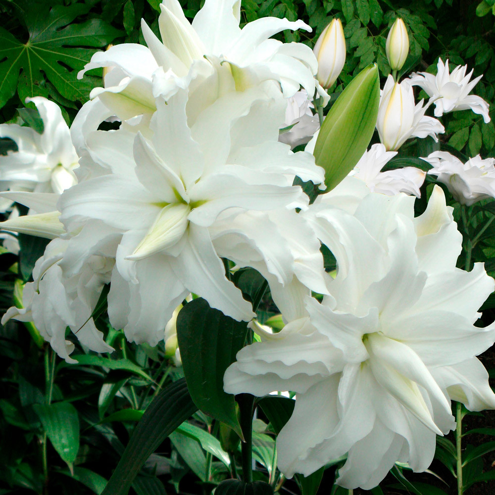 Double Oriental Lily Collection (B) - JParkers