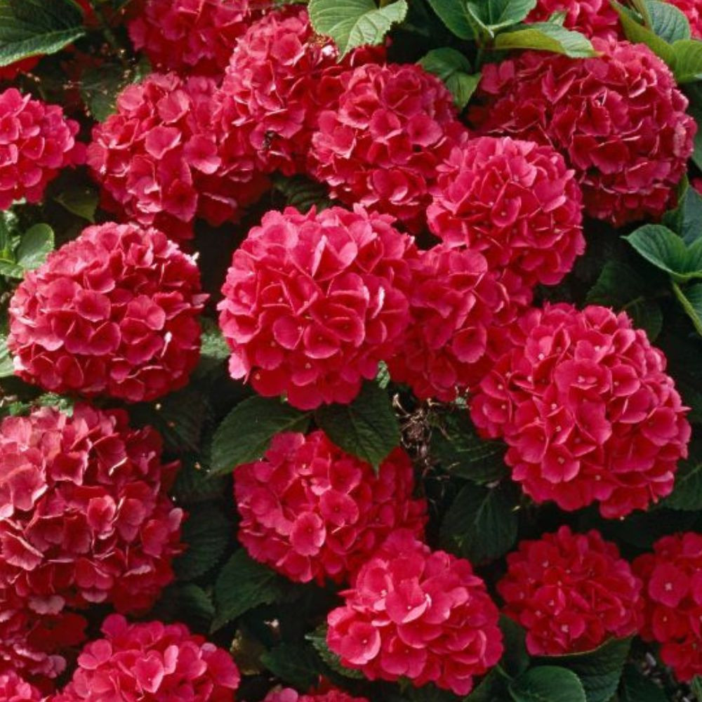 Buy Hydrangea macrophylla Red Mophead at jparkers.co.uk