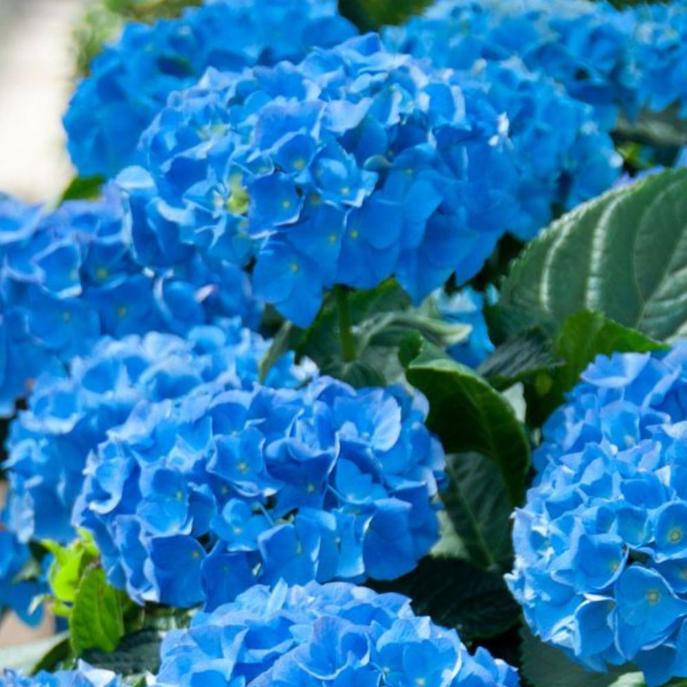Buy Hydrangea macr. Blue Mophead at jparkers.co.uk