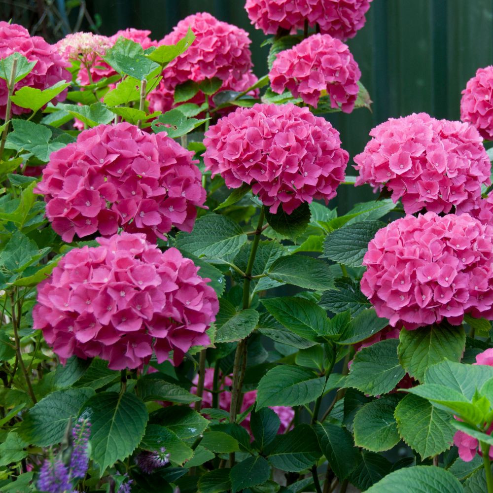 Buy Hydrangea macr. Pink Mophead at jparkers.co.uk