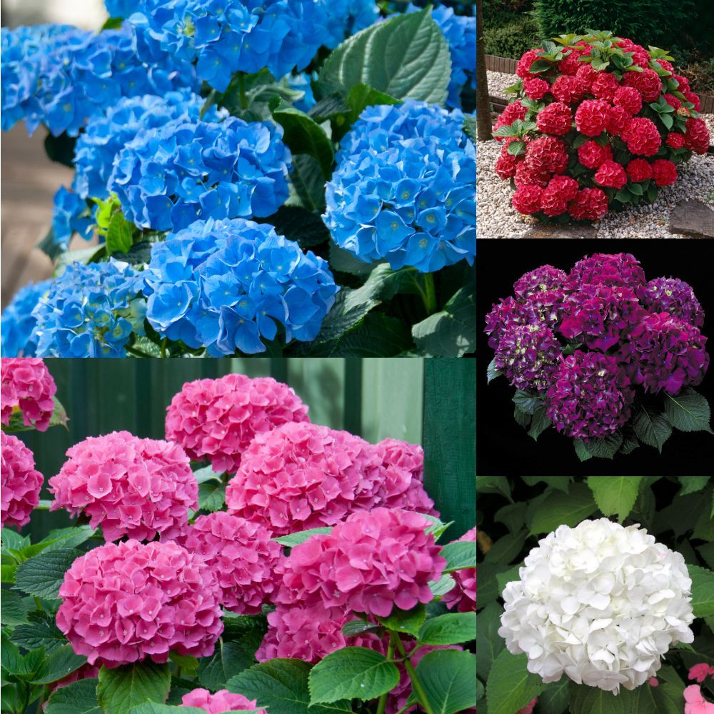 Buy Hydrangea macrophylla Prince Collection at jparkers.co.uk