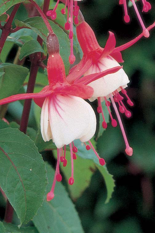 Fuchsia Snowcap (Hardy) | J Parker Dutch Bulbs