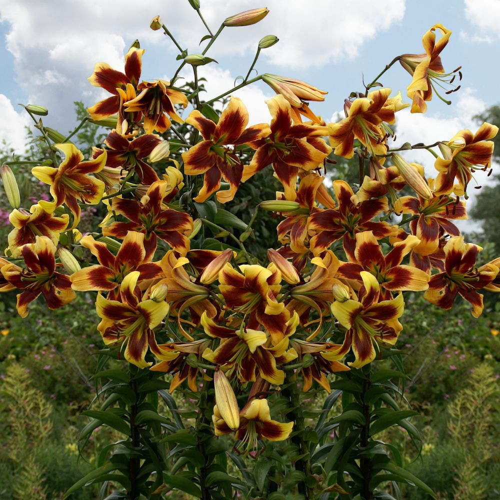 Lilium Robert Swanson 16/18cm - JParkers