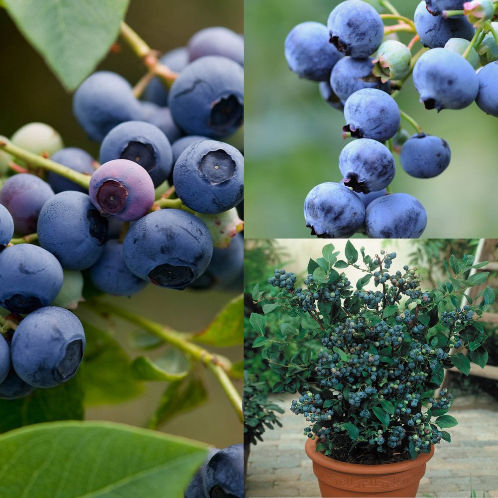 Blueberry Fruit Trees