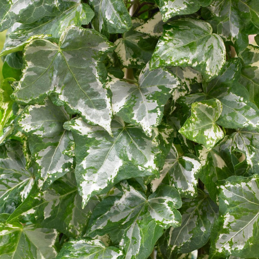 Buy New Hedera Collection at jparkers.co.uk
