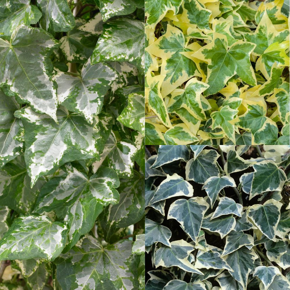 Buy New Hedera Collection at jparkers.co.uk
