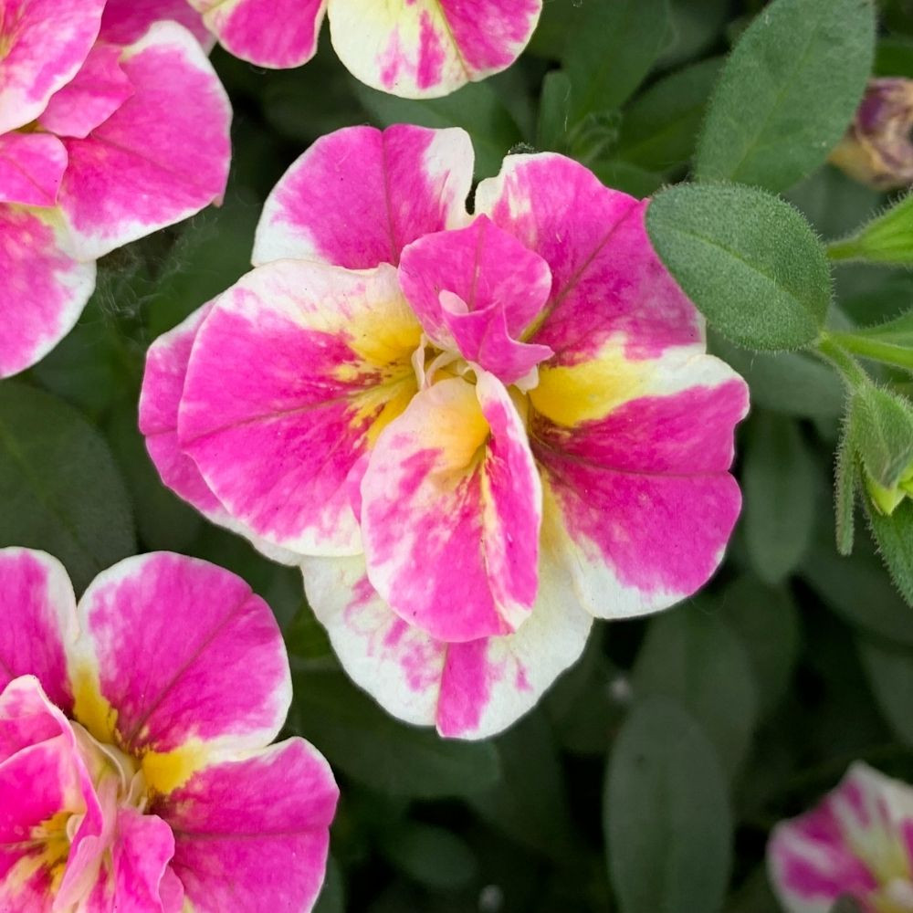 Buy Calibrachoa Double Pink Splash at jparkers.co.uk