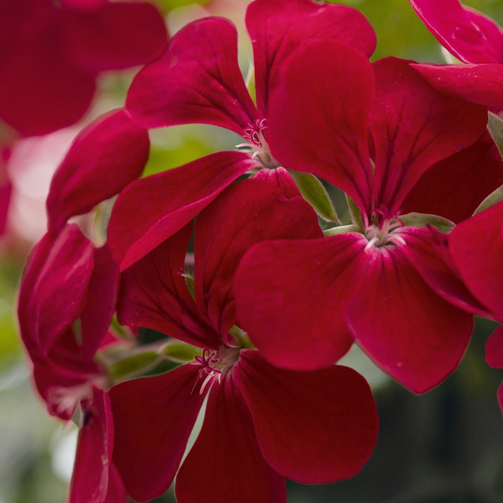 Buy Geranium Ivy leaf Rainbow Dark Red at jparkers.co.uk