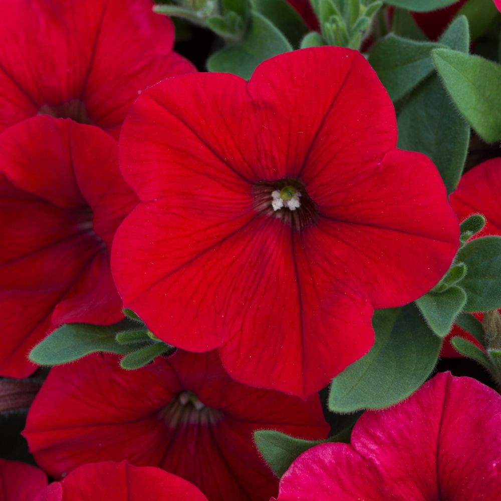 Buy Petunia Easywave Red at jparkers.co.uk