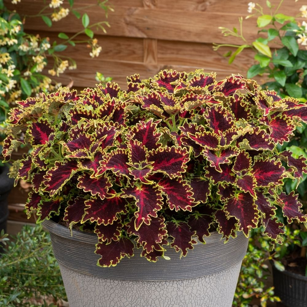 Buy Coleus Solar Flare at jparkers.co.uk