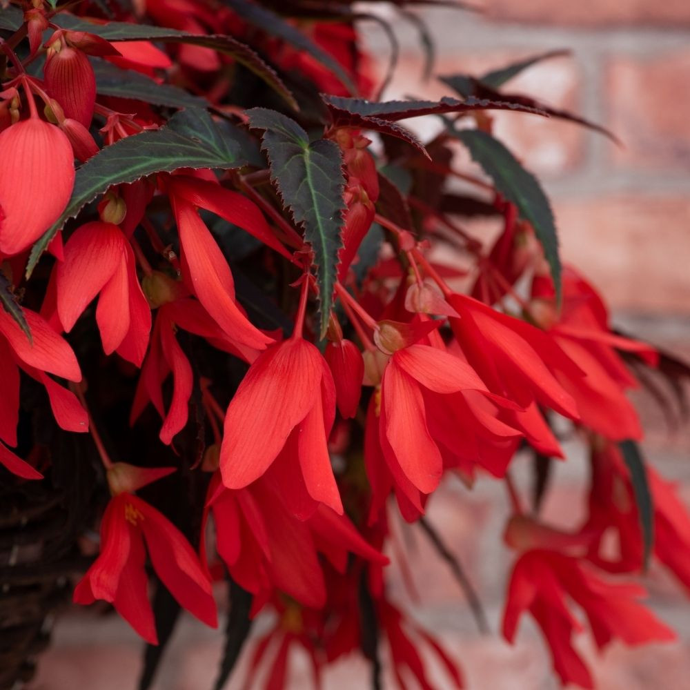 Buy Begonia Starshine Bronze Red at jparkers.co.uk