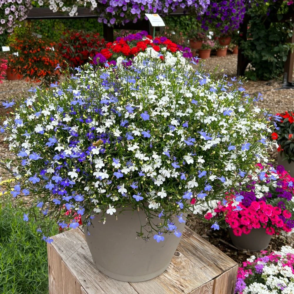 Lobelia Laura Mix | J Parker Dutch Bulbs