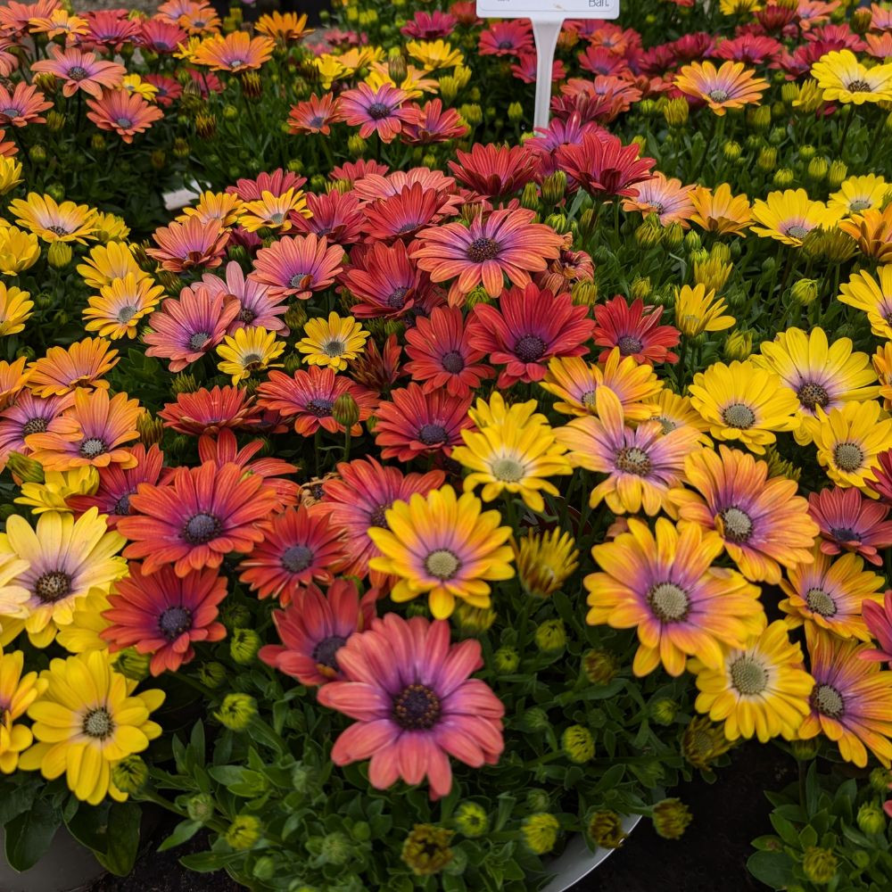 Hawaii Drought Tolerant Ground Cover 🌿PLANT PROFILE 🌿 NEHE