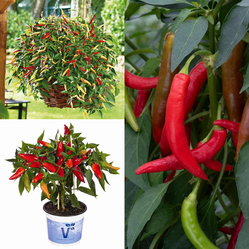 Chilli Plant Collection - JParkers