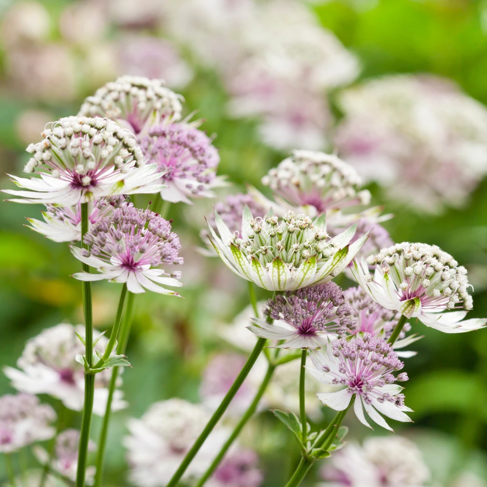 Shop Astrantia Shaggy Plants J Parker s shop-astrantia-shaggy-plants-j-parker-s