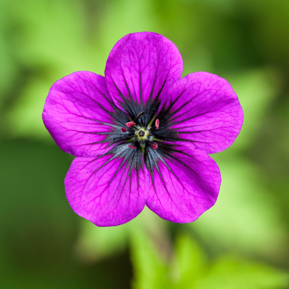 Shop Geranium Ann Kolkard Plants | J.Parker's