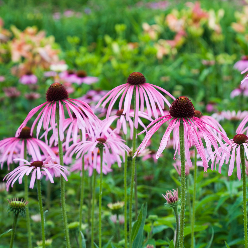 Shop Echinacea Pallida | J. Parker's