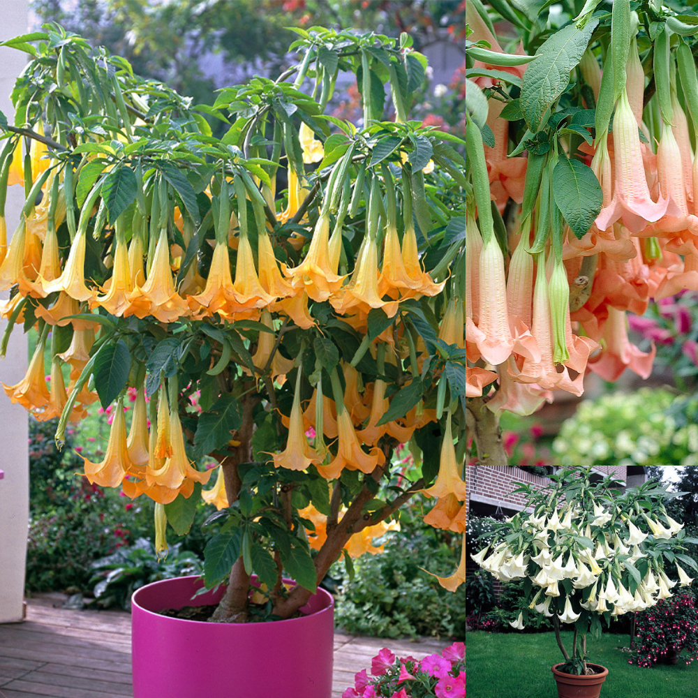 Buy Datura Collection | J. Parker's