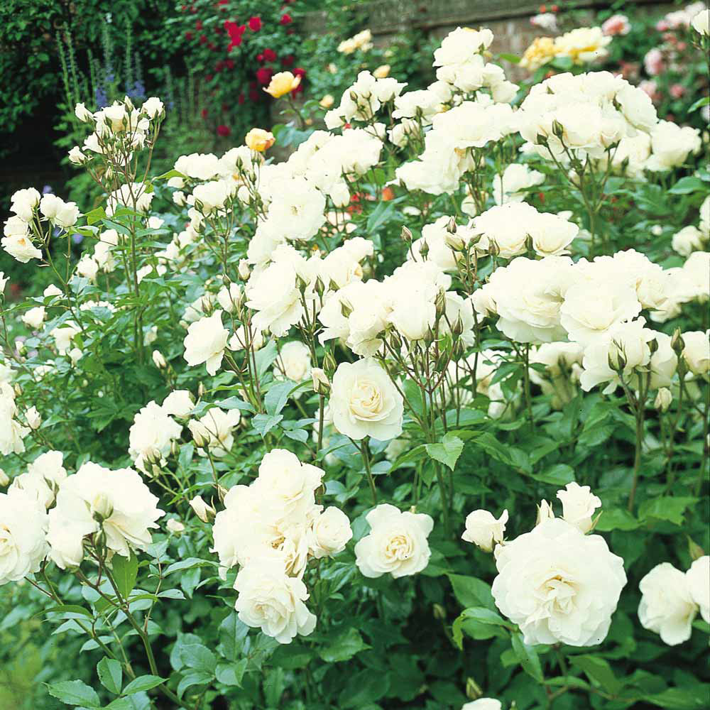 Buy Iceberg Roses | J Parker Dutch Bulbs