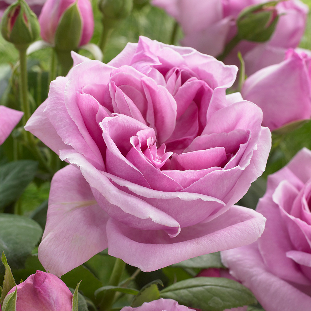 Rose Violet Perfume - JParkers