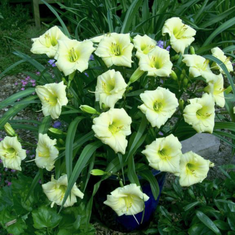 Hemerocallis Longfields Pearl 1L | J Parker Dutch Bulbs