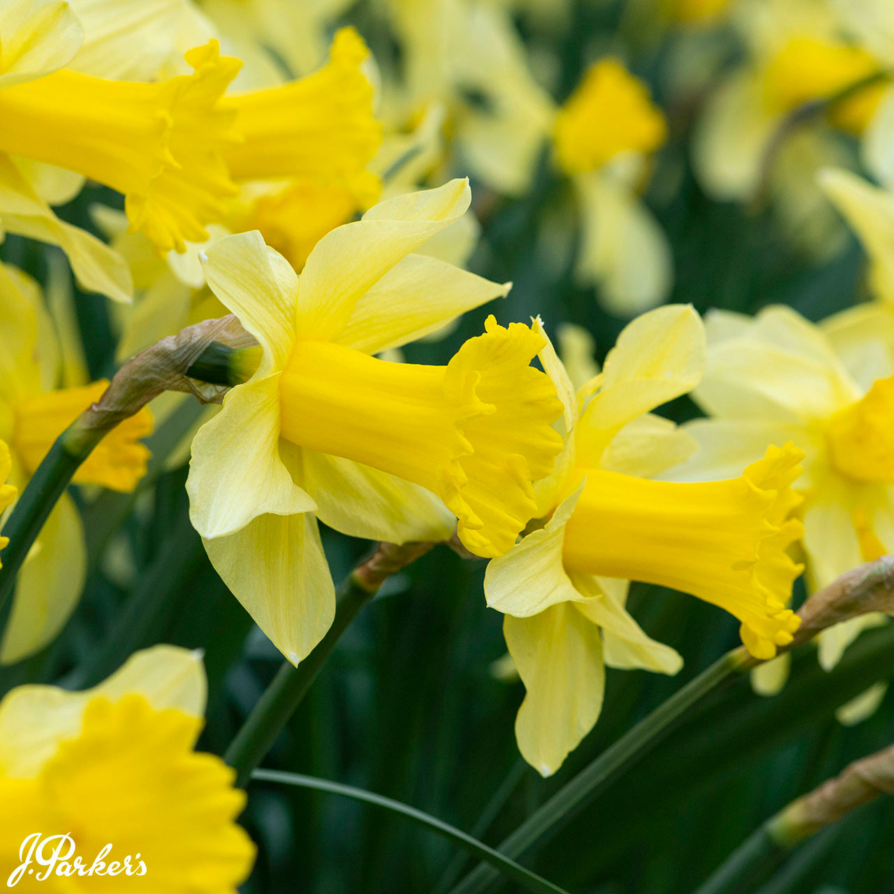 Buy Narcissus Arkle at jparkers.co.uk