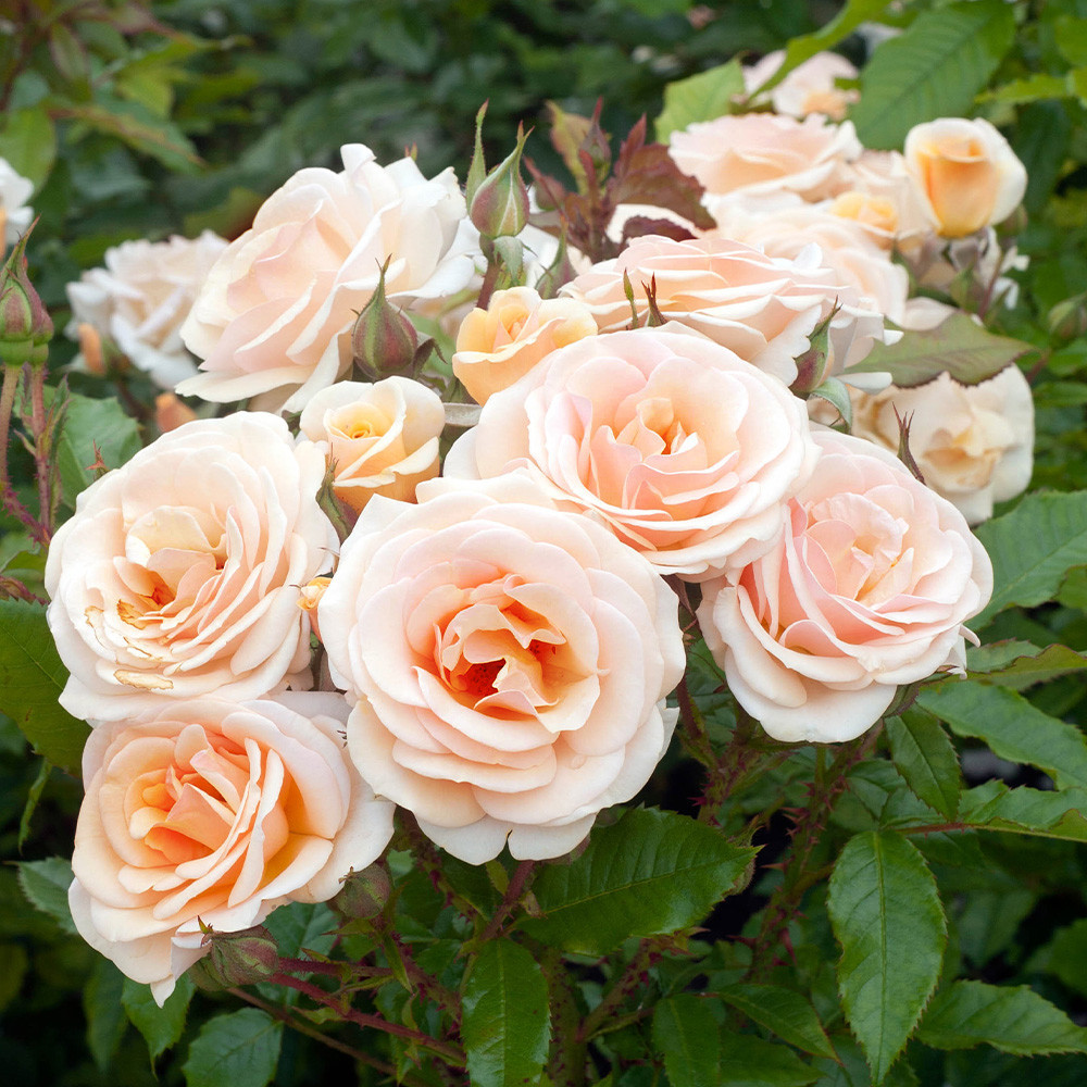 Rose Sweet Honey (ROY 2020) JParkers