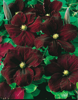 Buy Clematis Niobe 11cm - J Parker Dutch Bulbs