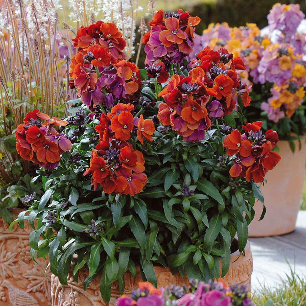 Buy Erysimum Winter Charm at jparkers.co.uk